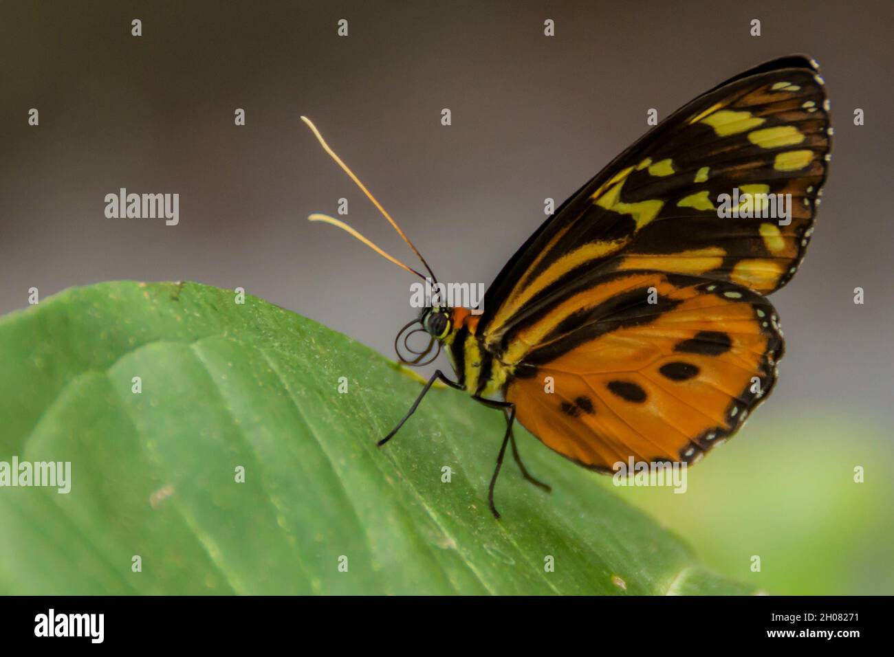 The Harmonia Tiger-wing butterfly (Tithorea harmonia) in Mariposario ...