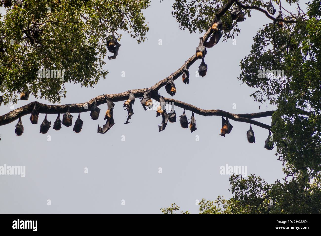 Fruit bats flying foxes in Royal Botanic Gardens near Kandy, Sri Lanka ...