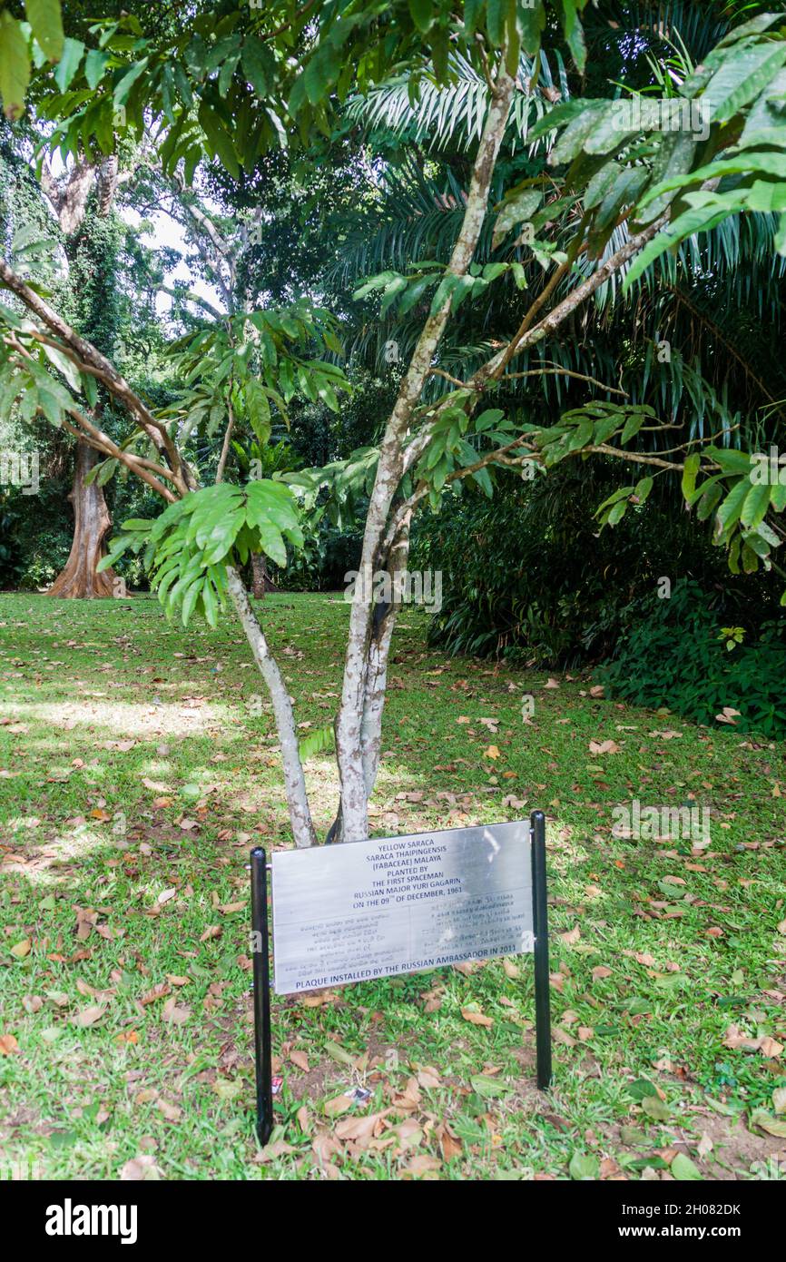 Yellow Saraca tree Saraca Thaipingensis planted by Yuri Gagarin in ...