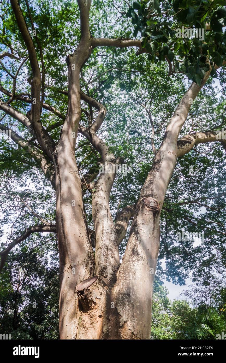 Enterolobium cyclocarpum guanacaste, caro caro, or elephant-ear tree in ...