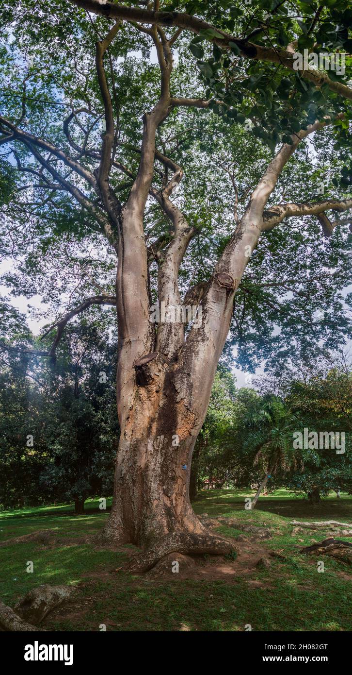 Enterolobium cyclocarpum guanacaste, caro caro, or elephant-ear tree in ...