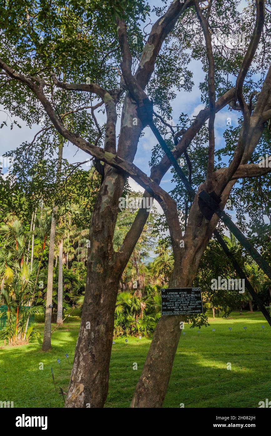 Guaiacum officinale tree in Peradeniya Royal Botanical Gardens near ...