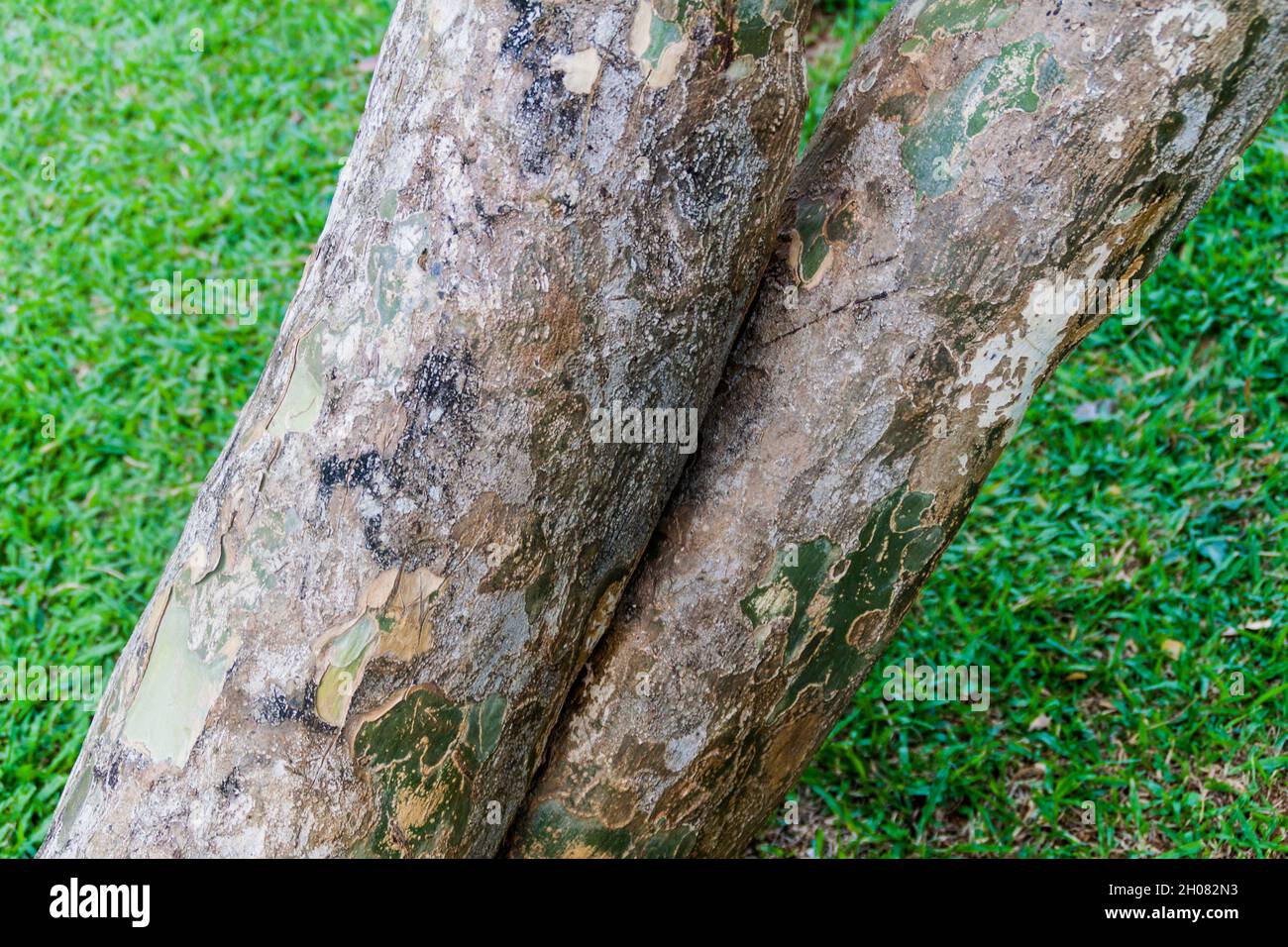 Detail of Guaiacum officinale tree in Peradeniya Royal Botanical ...