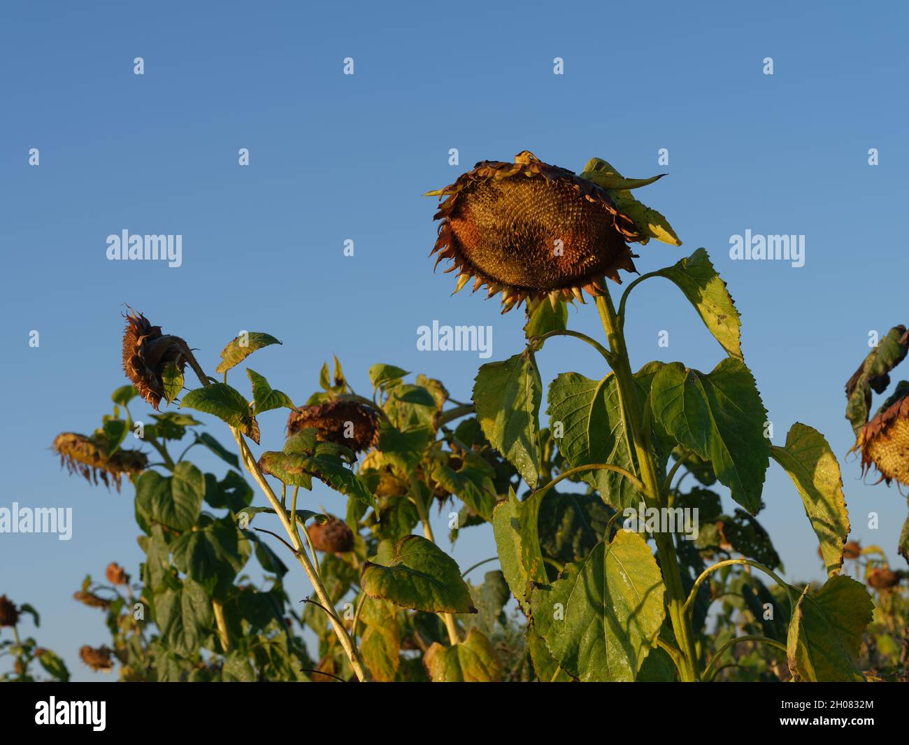 Sunflowers in morning summer field hi-res stock photography and images ...