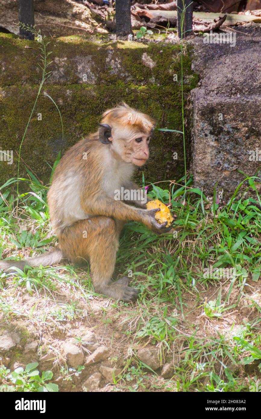 Monkey eats mango hi-res stock photography and images - Alamy