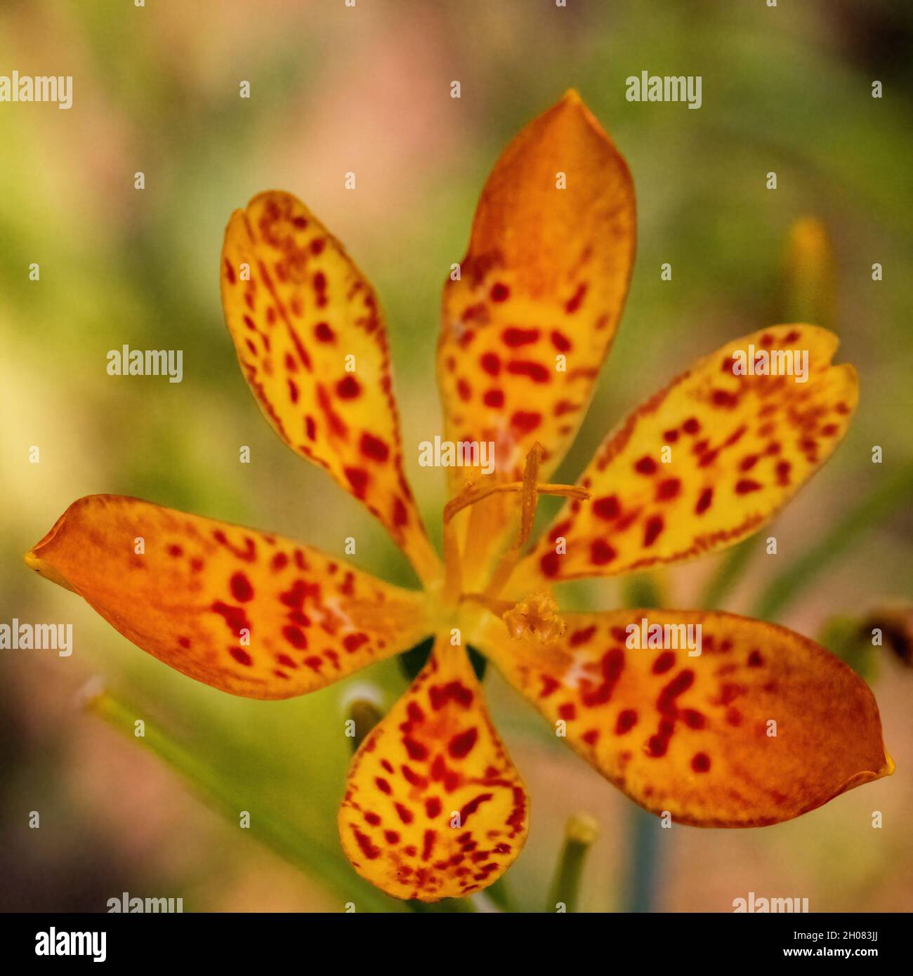Belamcanda chinensis hi-res stock photography and images - Alamy