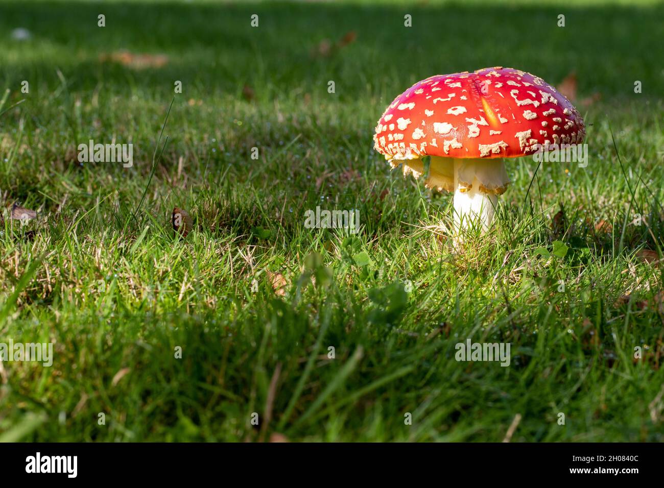 Red mushroom growing in hi-res stock photography and images - Alamy
