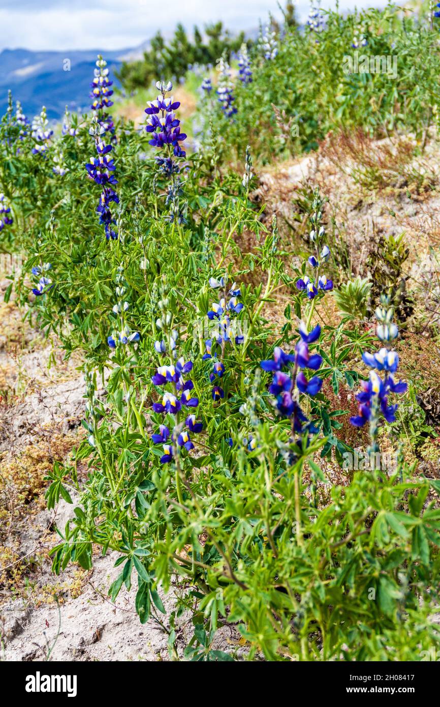 Lupine mutabilis hi-res stock photography and images - Alamy