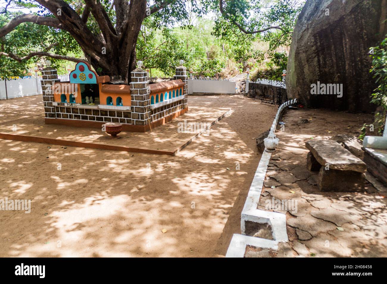 Bodhi tree near Pidurangala Rock, Sri Lanka Stock Photo - Alamy