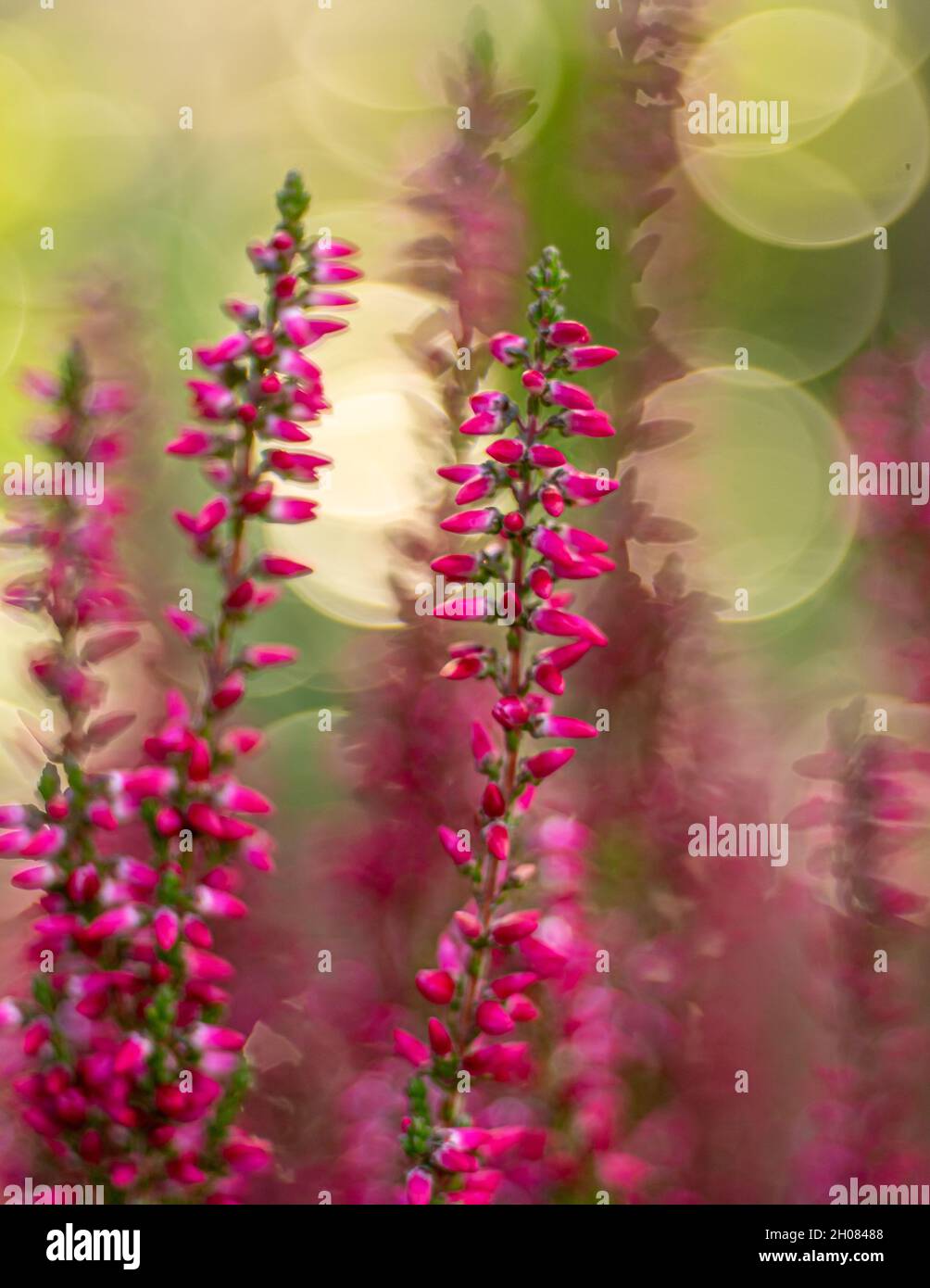 Beautiful vertical closeup shot of the Calluna vulgaris in the ...