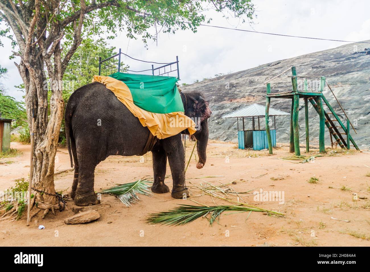 Elephant ready for tourist rides in Habarana, Sri Lanka Stock Photo - Alamy