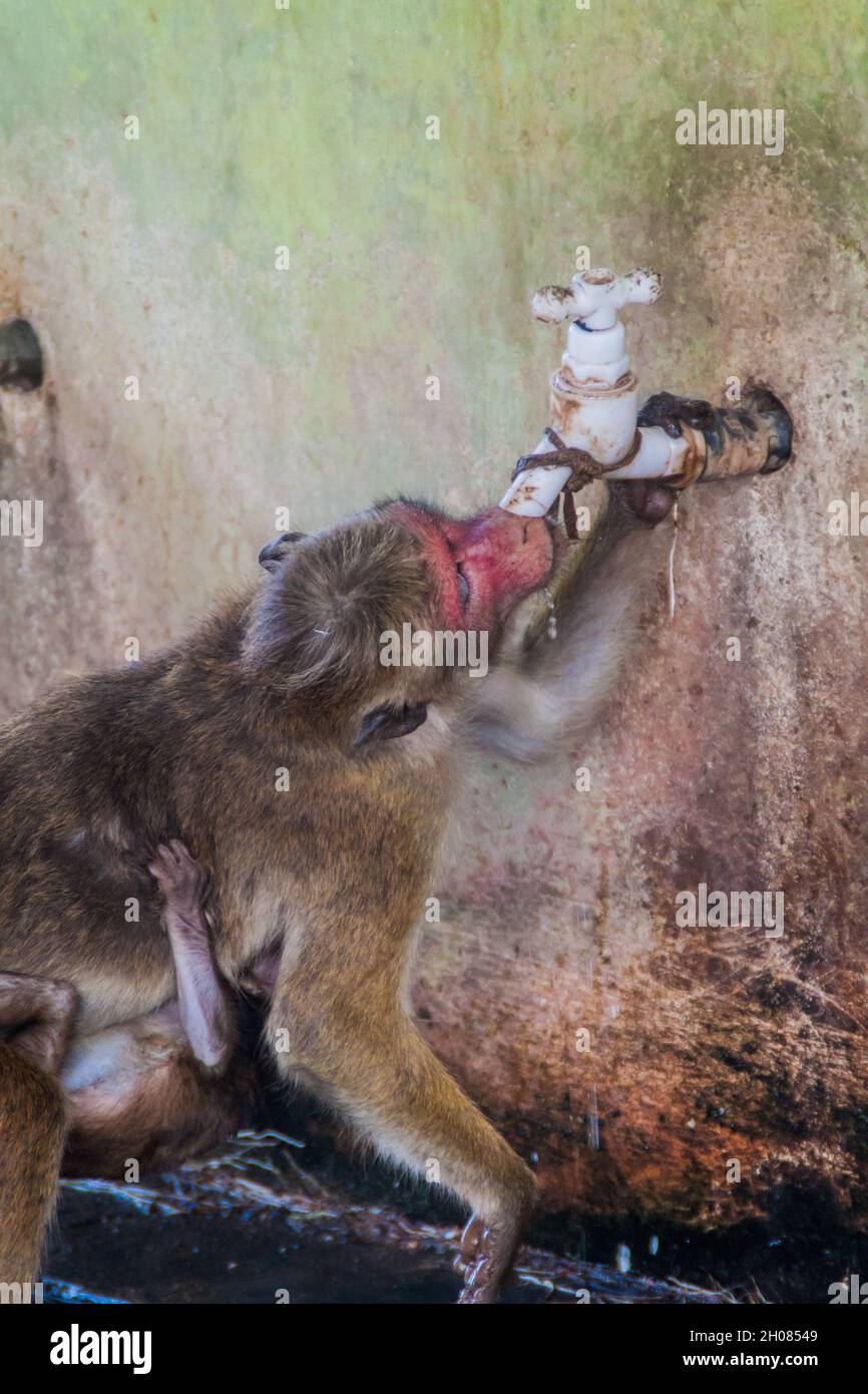 Macaque mother with its baby drinks water in the ancient city ...