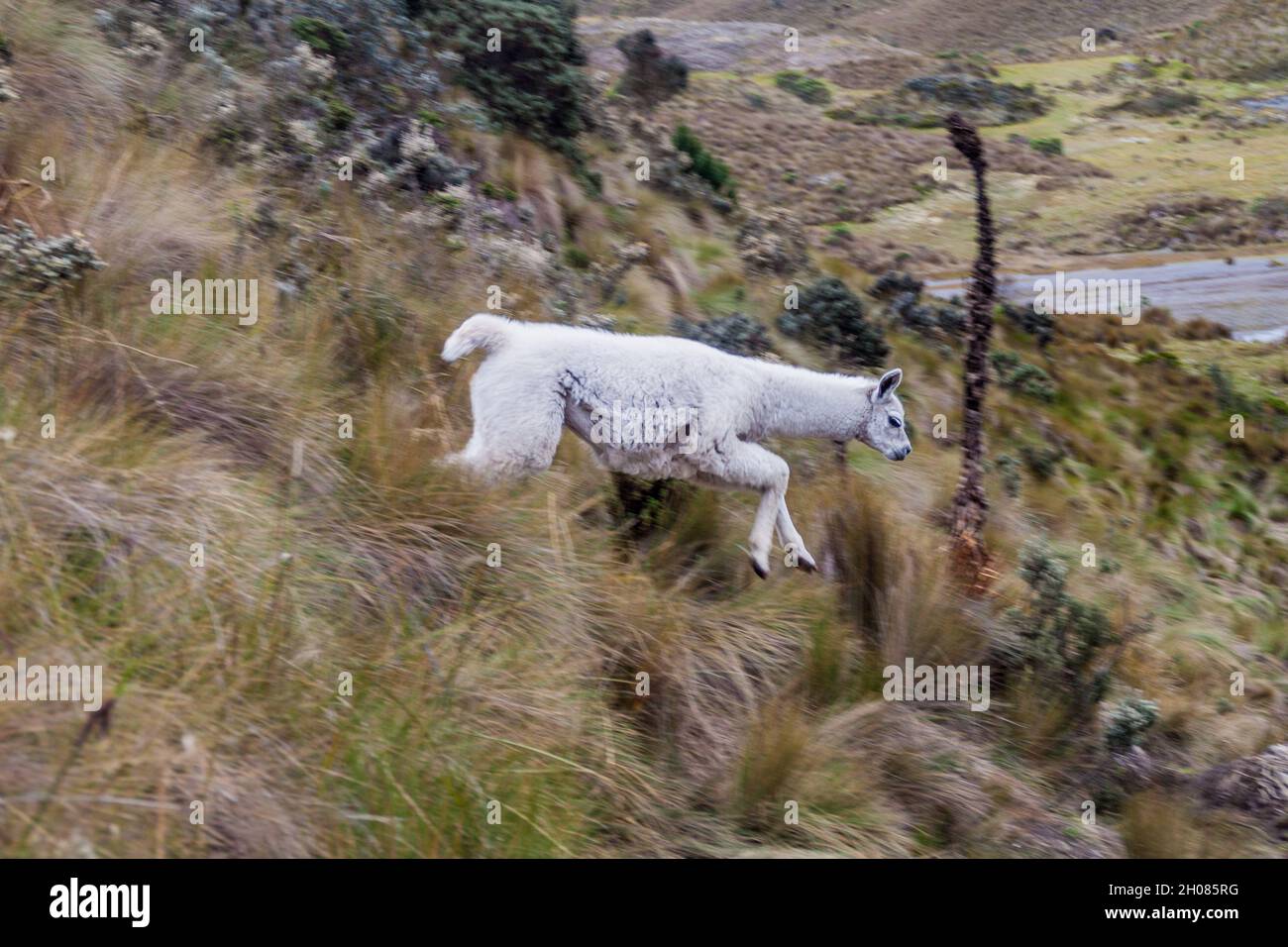 Lama jump hi-res stock photography and images - Alamy