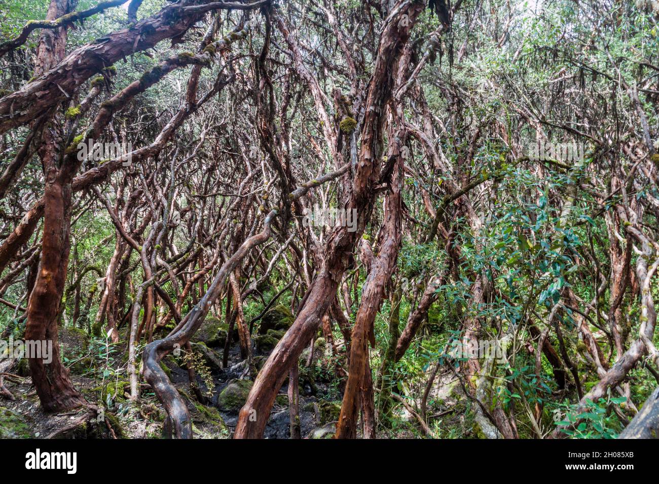 Forest of Polylepis trees in National Park Cajas, Ecuador Stock Photo ...