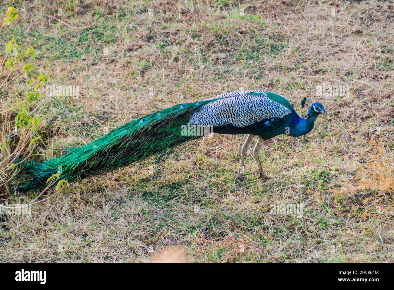 Wild peacock in Uda Walawe National Park, Sri Lanka Stock Photo - Alamy