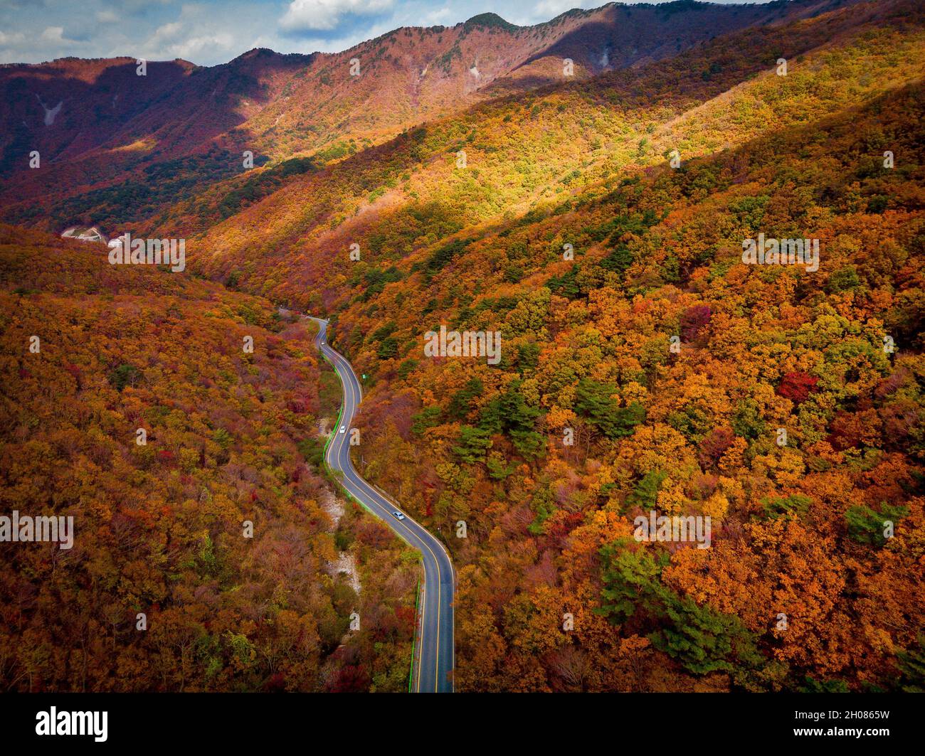 Breathtaking shot of a forest full of colorful leaves in autumn in ...