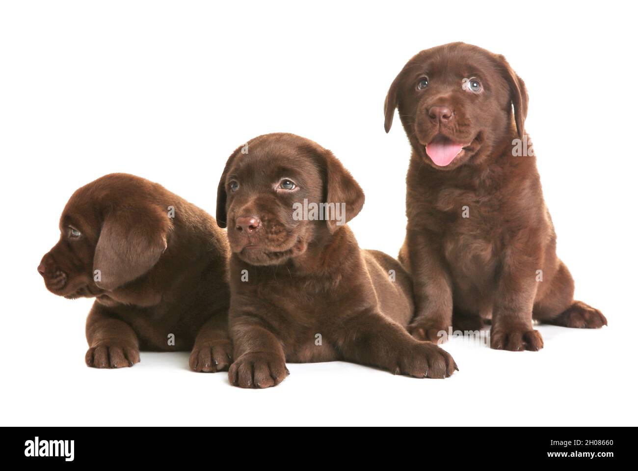Beautiful chocolate labrador Cut Out Stock Images & Pictures - Alamy