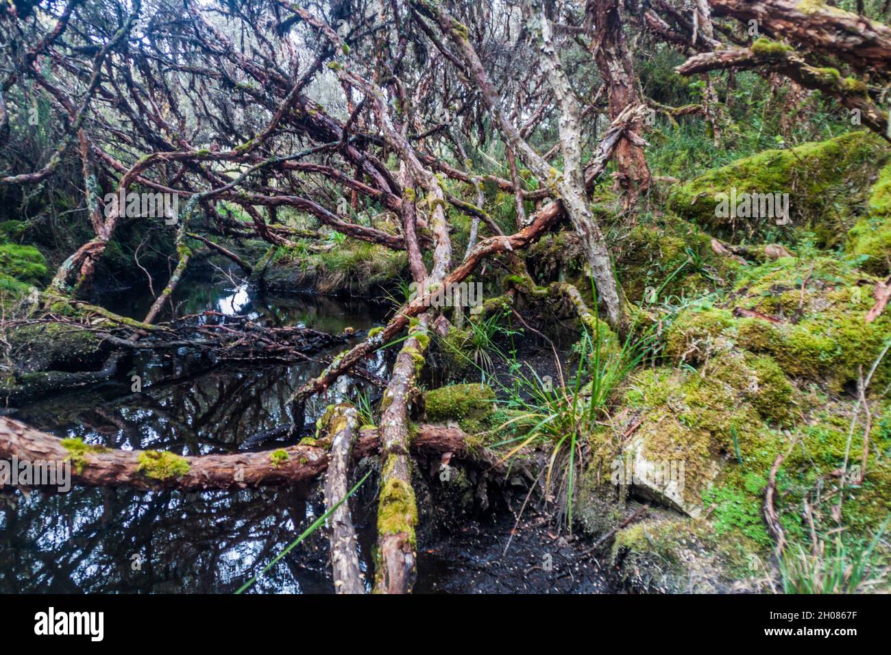 Forest of Polylepis trees in National Park Cajas, Ecuador Stock Photo ...