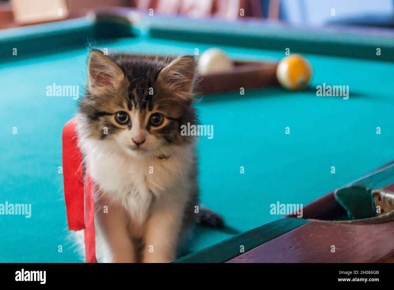 Kitten on the pool table Stock Photo - Alamy