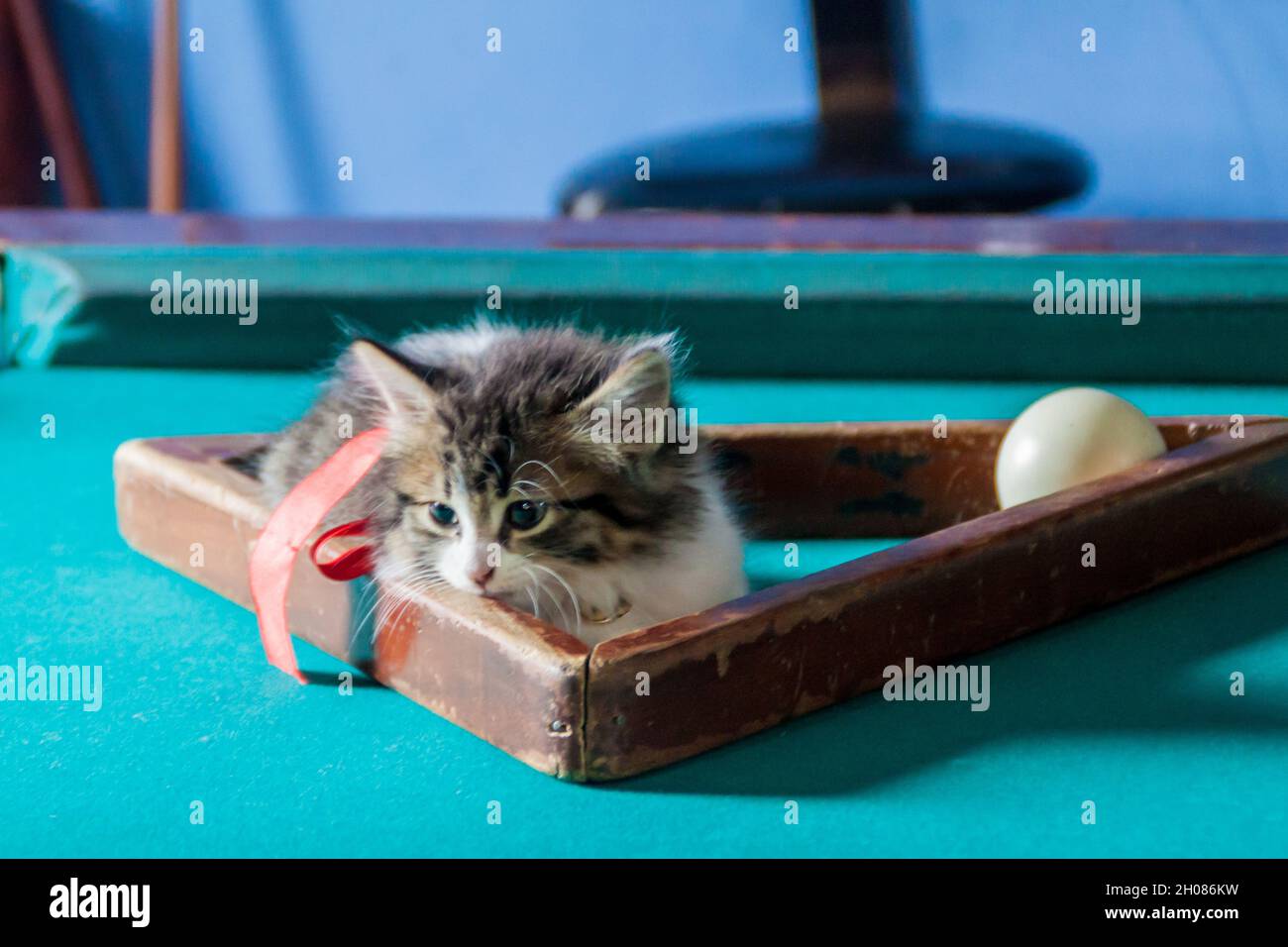 Kitten on the pool table Stock Photo - Alamy