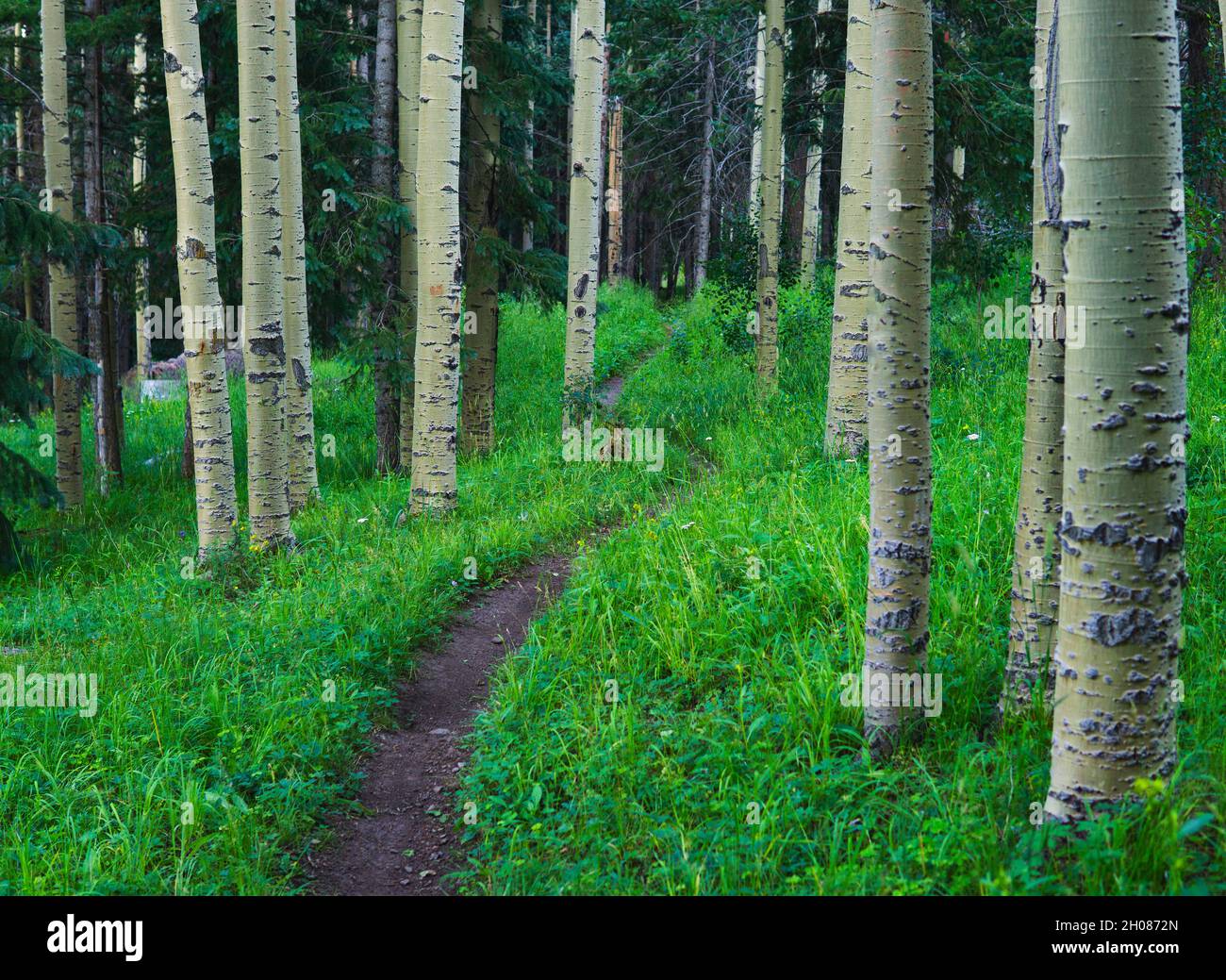 Foot Path Trail Through Aspen Trees Stock Photo - Alamy