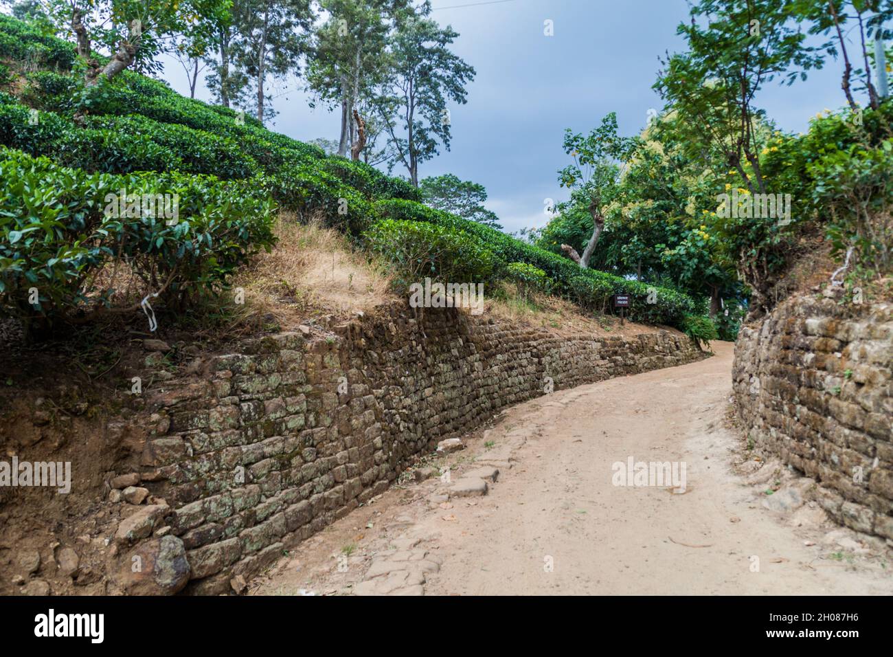 Path through tea plantations hi-res stock photography and images - Alamy