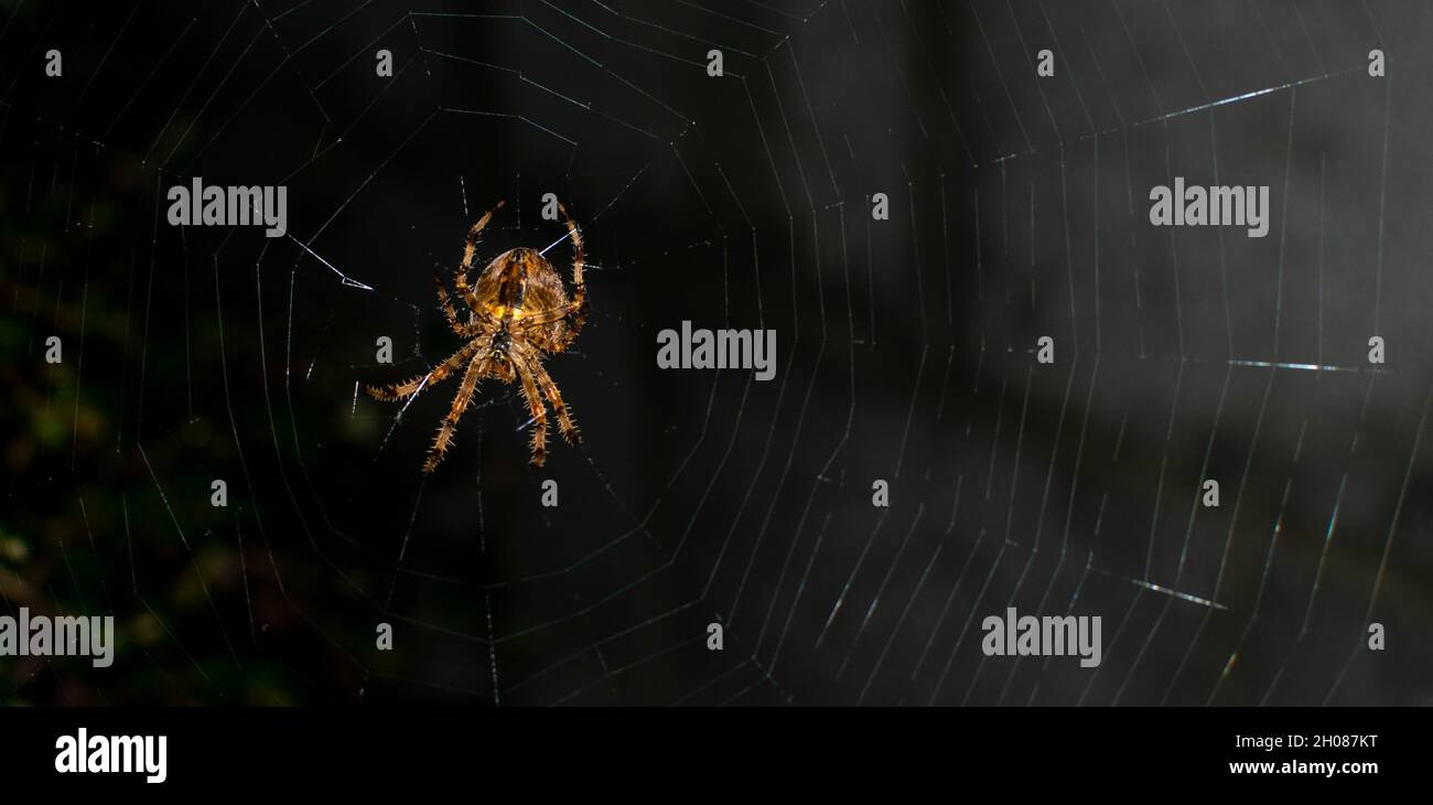 The giant house spider is one of our fastest invertebrates, running up ...