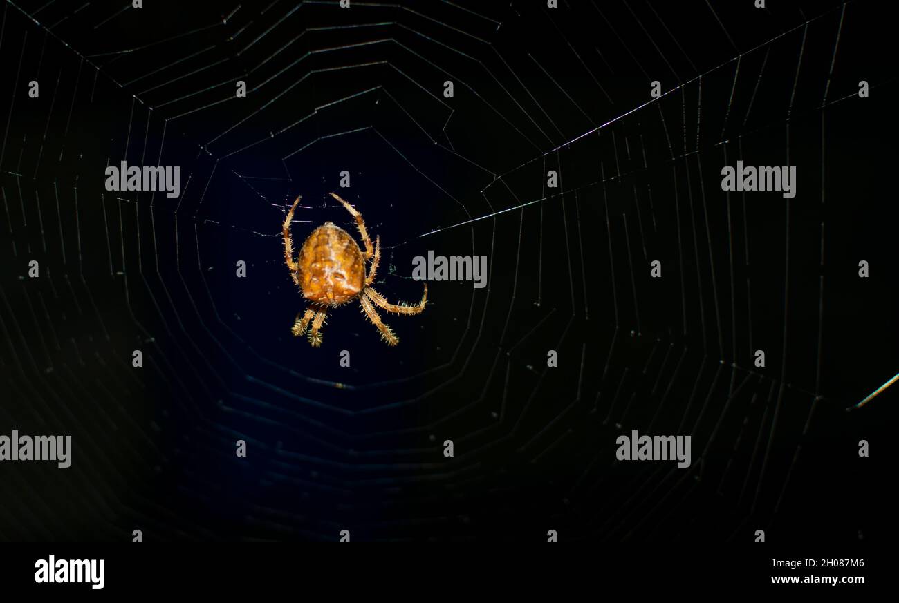 The giant house spider is one of our fastest invertebrates, running up ...