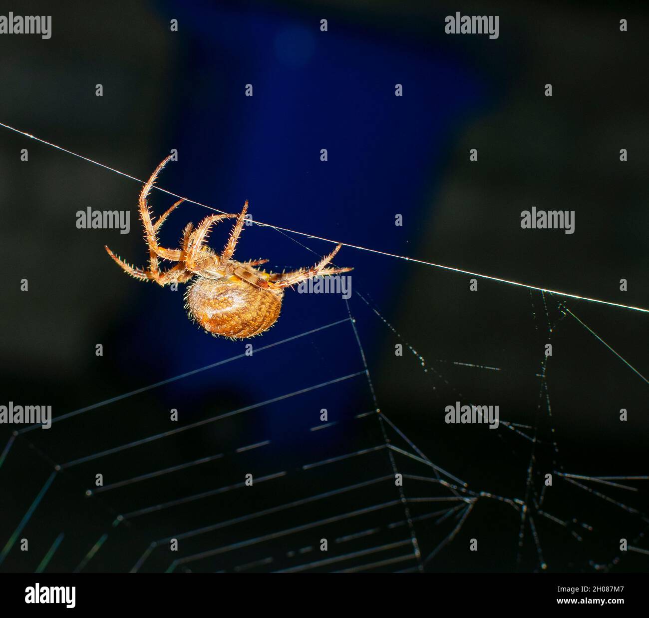 The giant house spider is one of our fastest invertebrates, running up ...