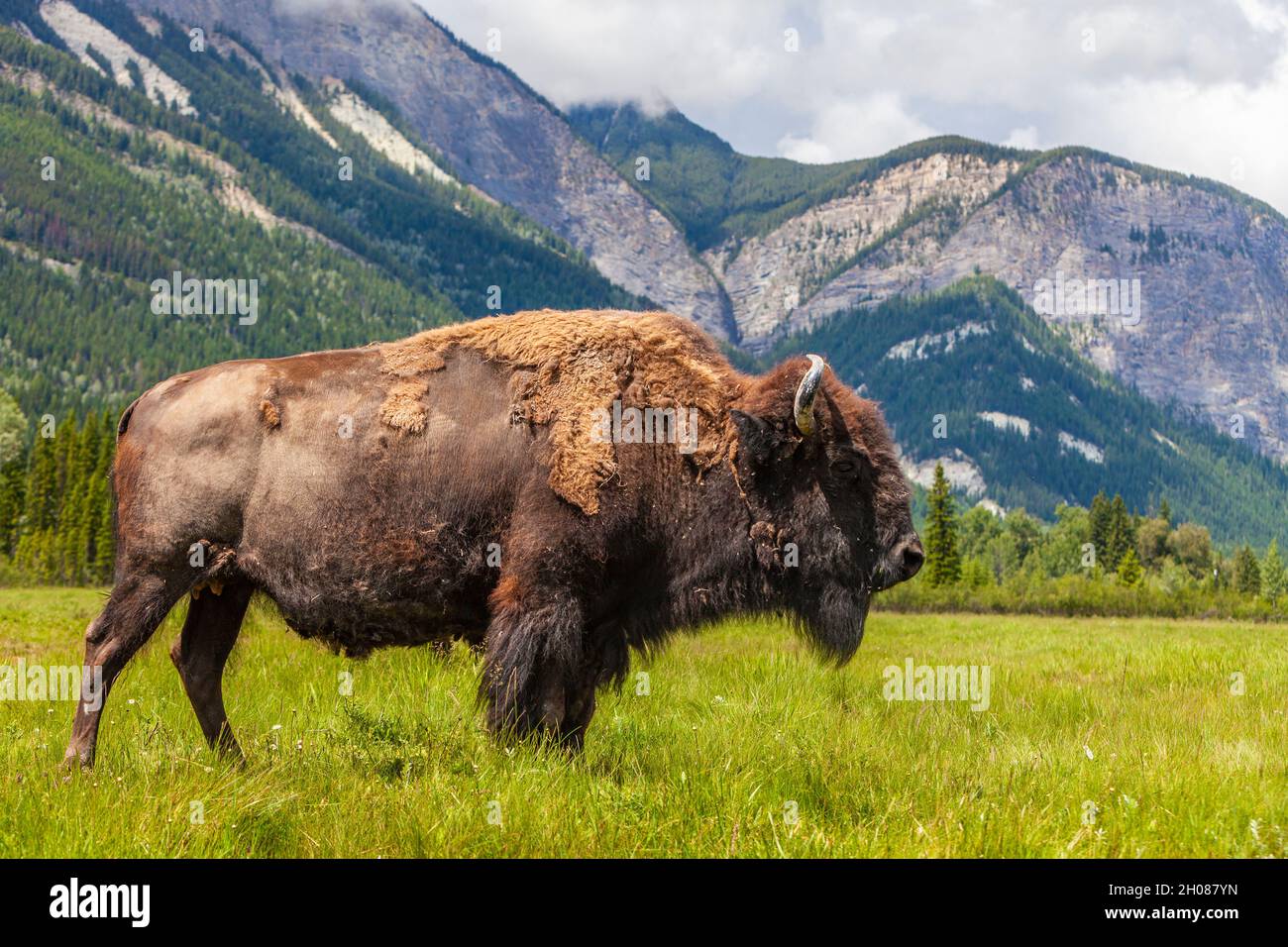 American Bison or Buffalo outdoors in a green field with mountains in ...