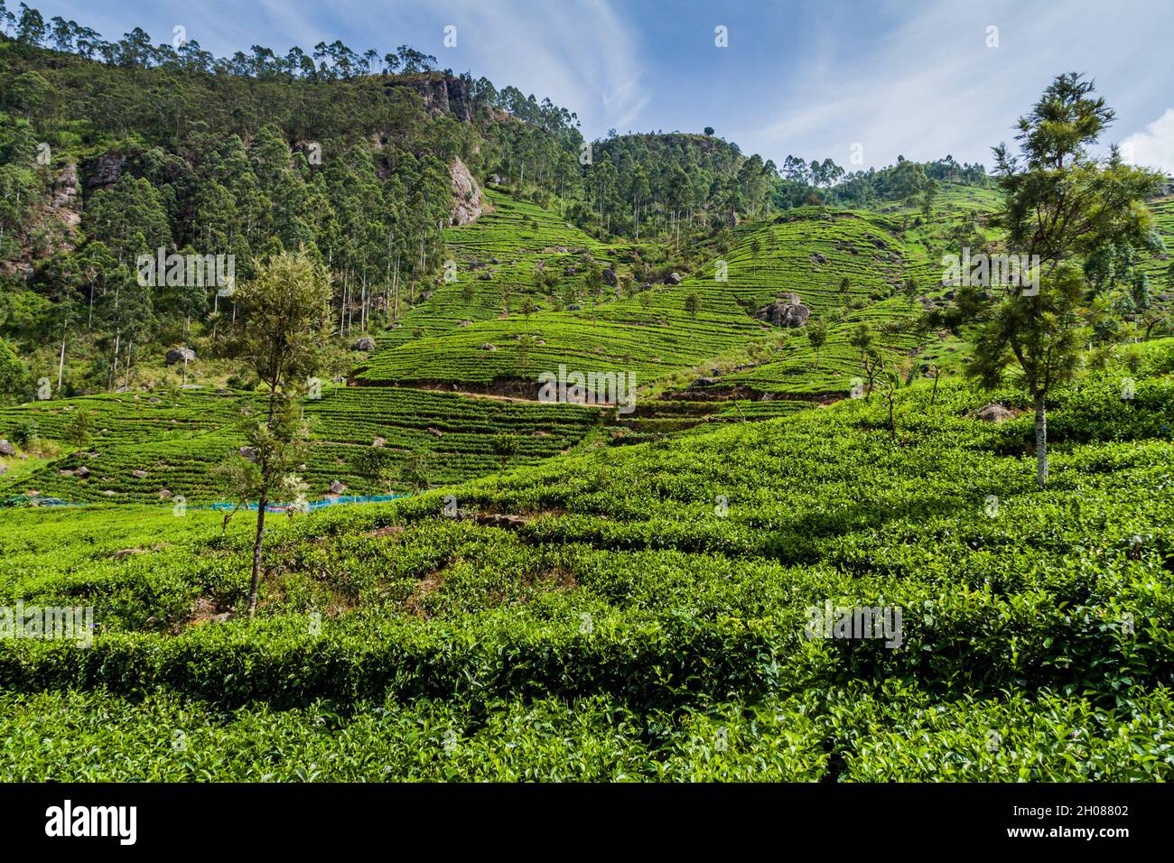 Sri lanka tea garden mountains hi-res stock photography and images - Alamy