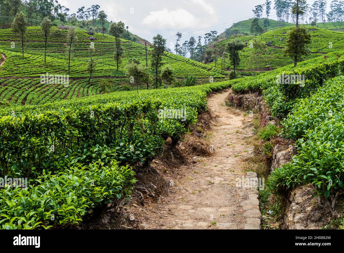 Sri lanka tea garden mountains hi-res stock photography and images - Alamy