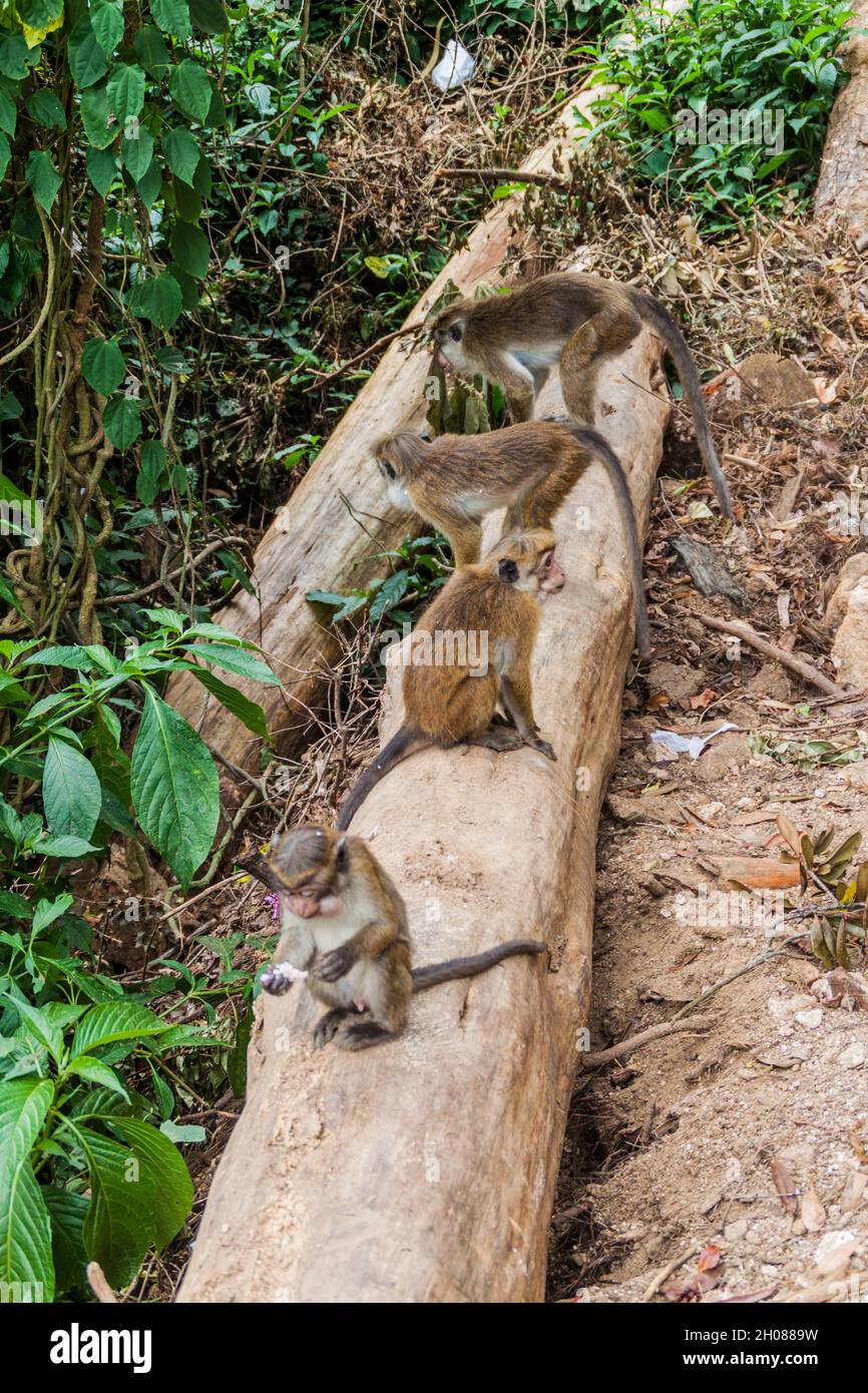 Macaques in Thangamale sanctuary near Haputale, Sri Lanka Stock Photo ...