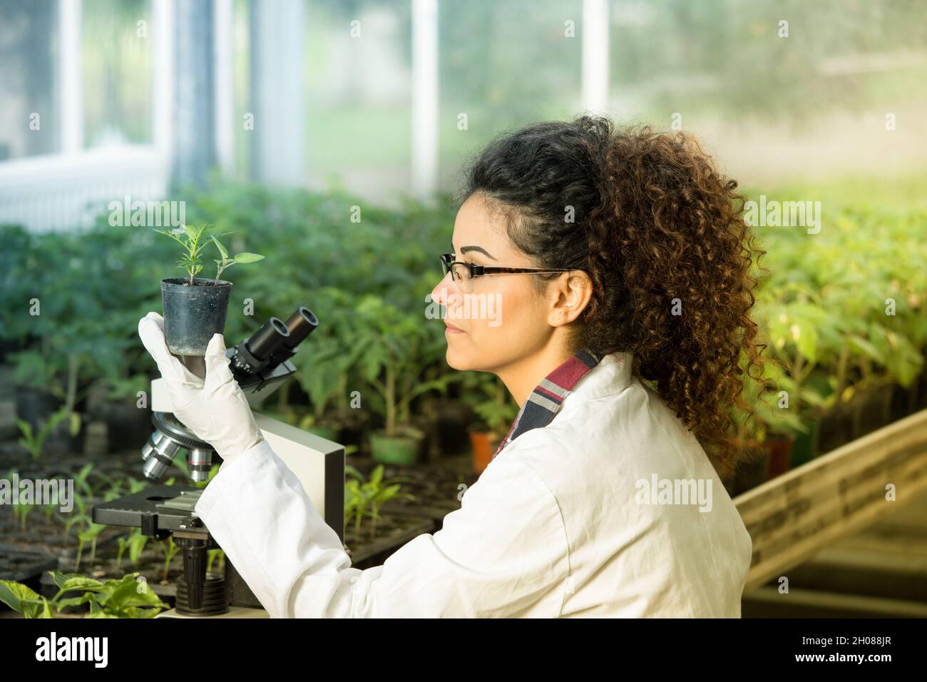 Young woman biologist holding flower pot with sprout and checking it ...