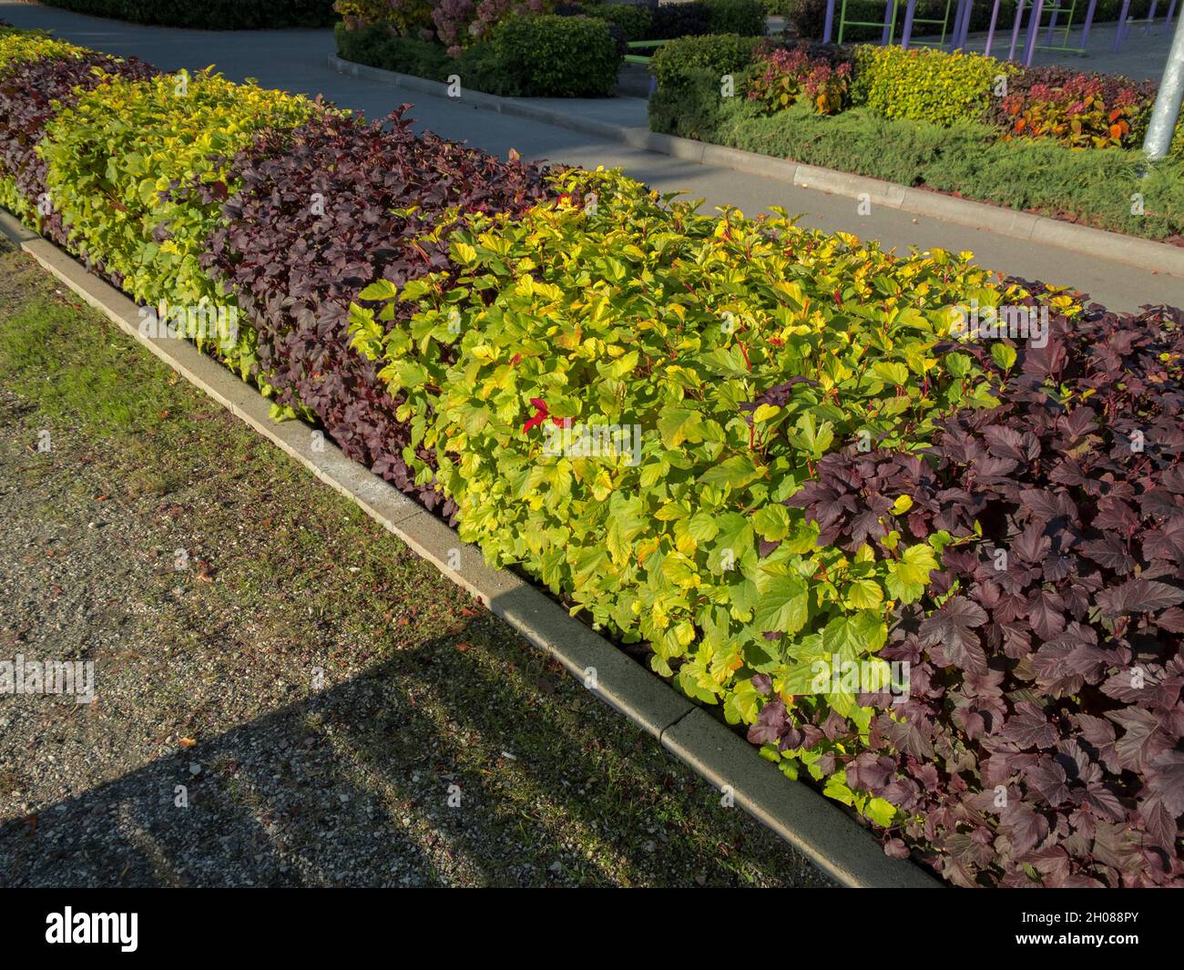 Park design: two-tone hedge. Hedge: green and purple bushes Stock Photo ...