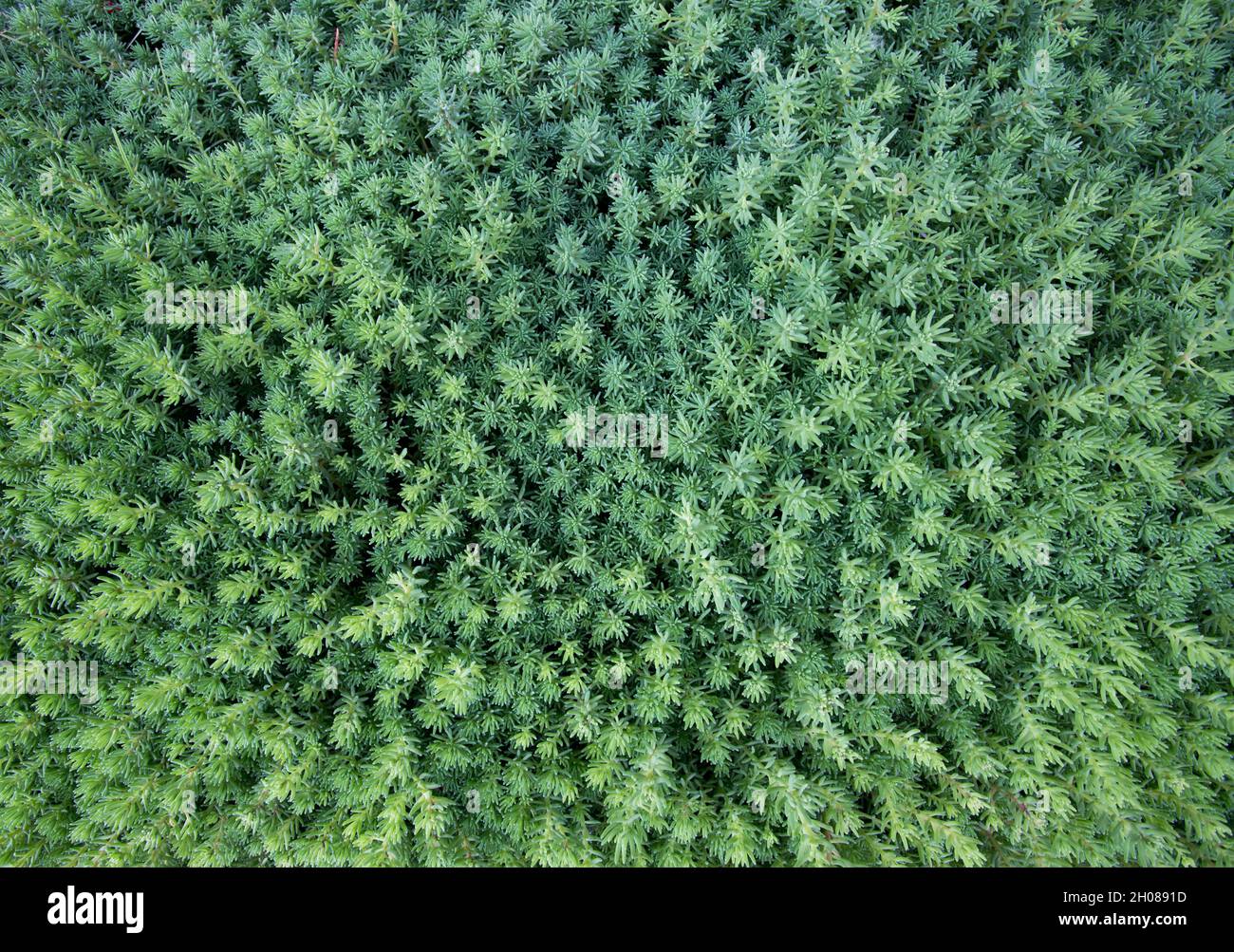 Top view of green sedum as background Stock Photo - Alamy