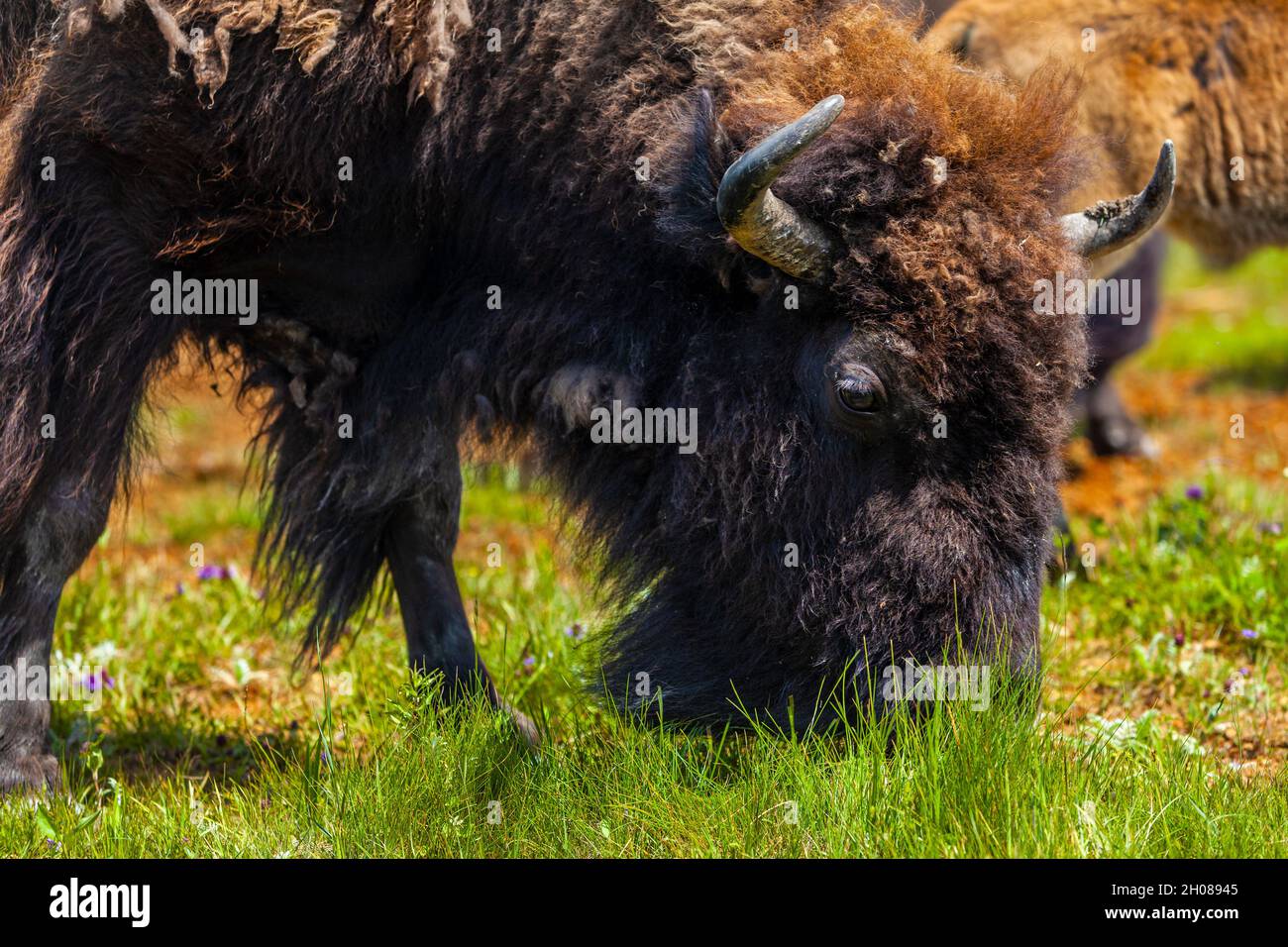American Bison (Bison Bison) or Buffalo eating grass Stock Photo - Alamy