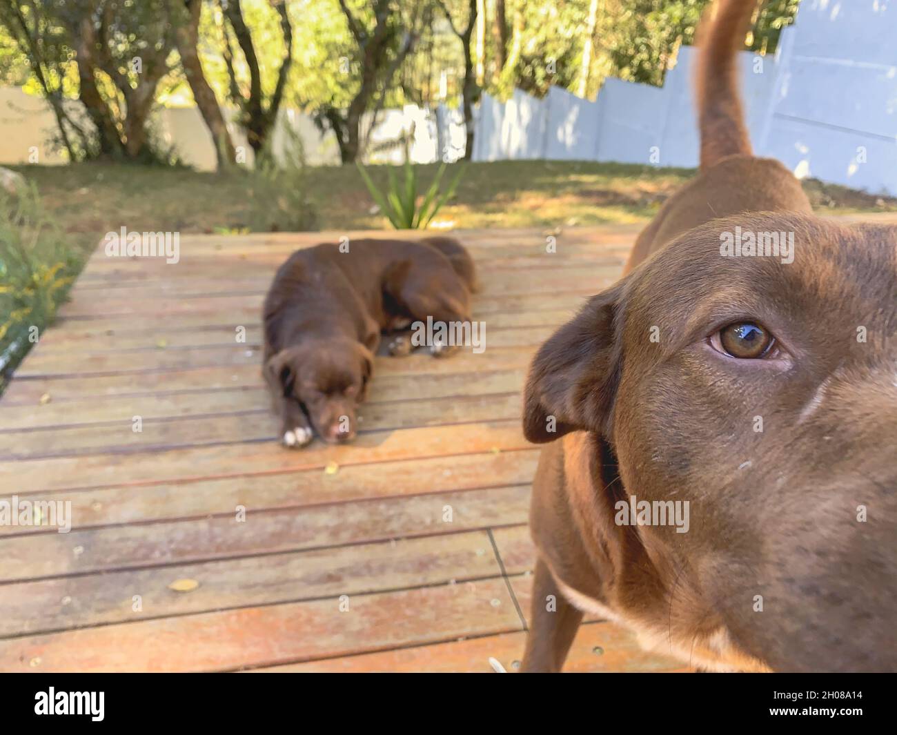Fluffy and cute Labrador Retrievers outdoors Stock Photo - Alamy