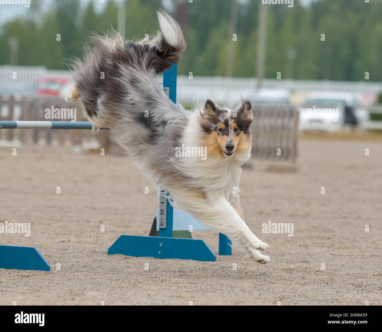 Selective of a Rough Collie jumping over an agility hurdle in agility competition Stock Photo ...