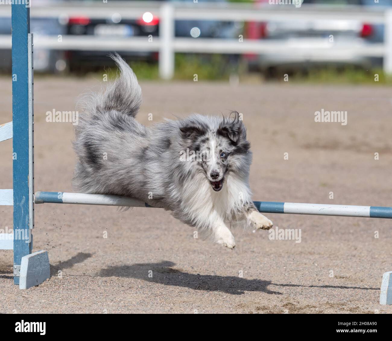 Selective of a shetland Sheepdog jumping over an agility hurdle in ...