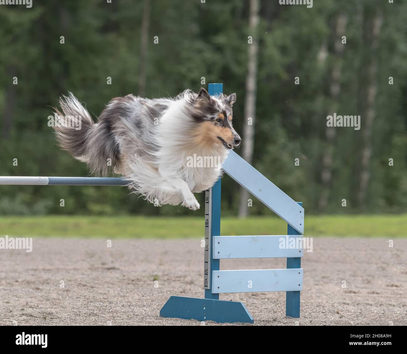Selective of a rough Collie jumping over an agility hurdle in agility ...