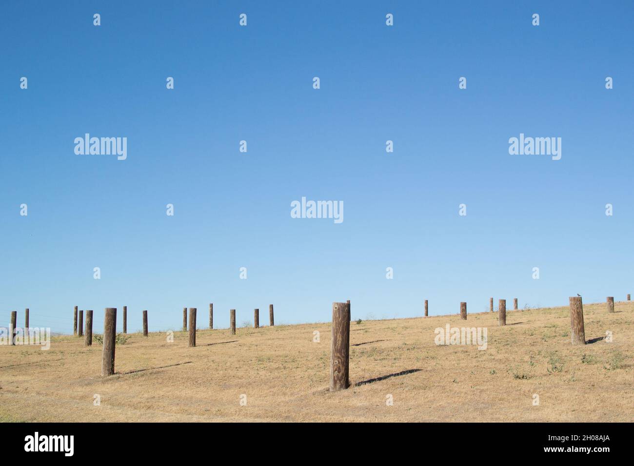 Pole Field - grid of truncated wooden poles planted in undulating ...
