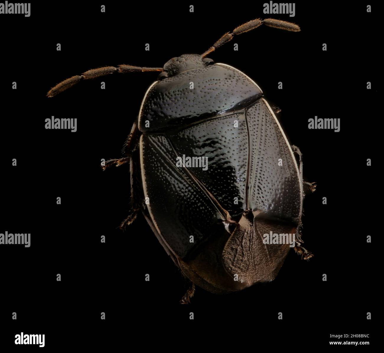 Macro shot of Sehirus cinctus isolated on black background Stock Photo ...