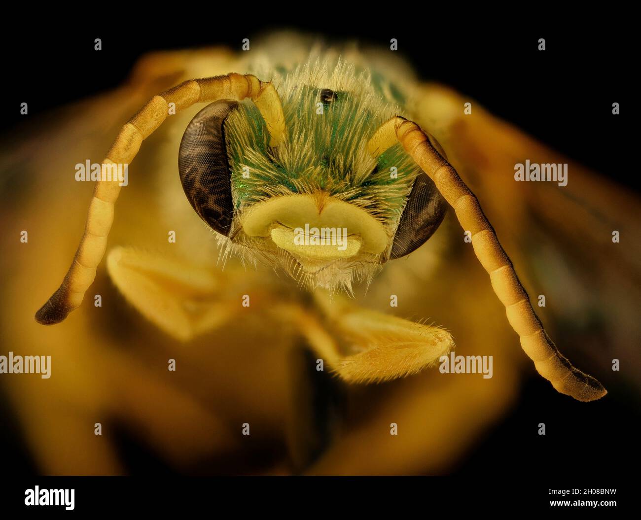 Agapostemon nasutus hi-res stock photography and images - Alamy