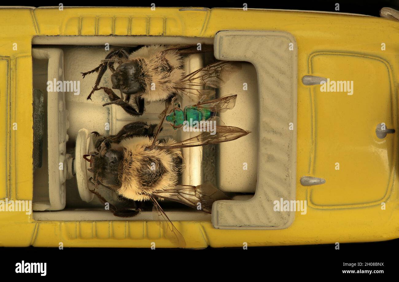 Macro shot of the bees in a mini car. Top view Stock Photo - Alamy