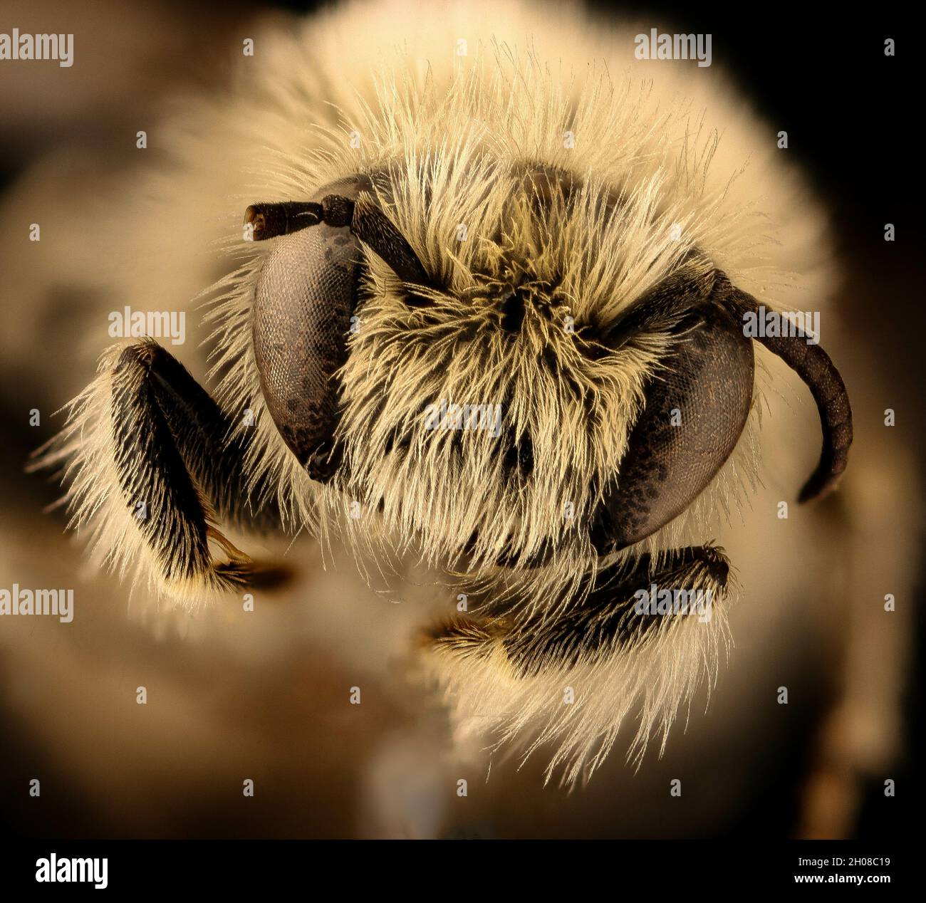 Macro shot of the bee isolated on black background. Diadasia diminuta ...