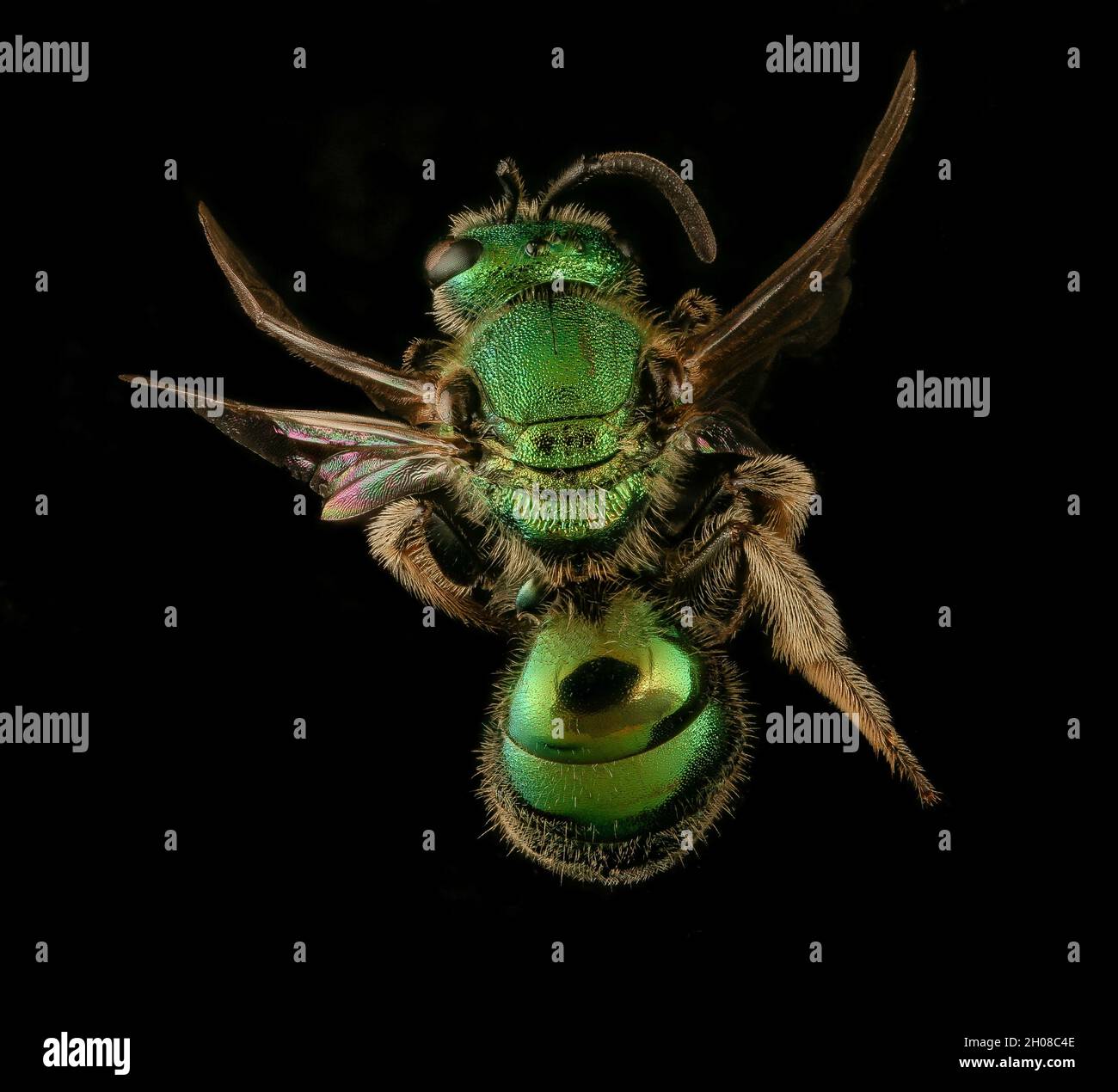 Augochlorini hi-res stock photography and images - Alamy