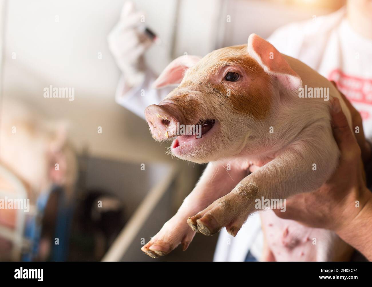 Close up of piglet in farmer's hand and veterinarian with injection in ...