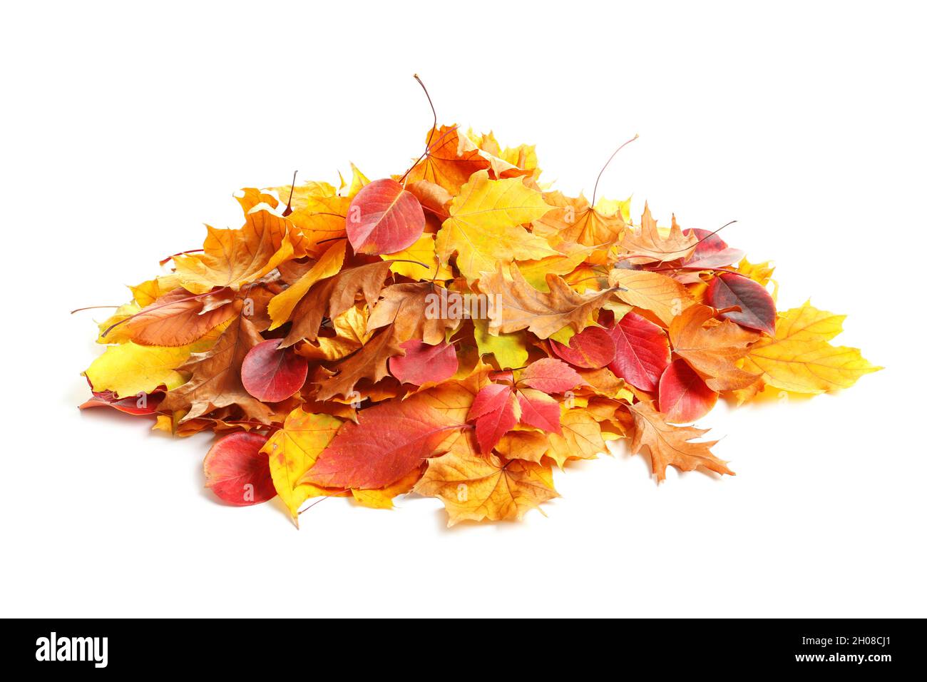 Heap of autumn leaves on white background Stock Photo - Alamy