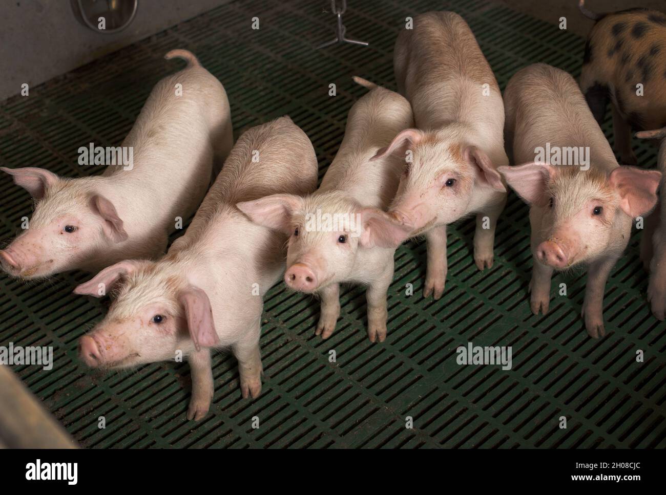 Group of cute piglets in modern pigpen, looking at camera Stock Photo ...